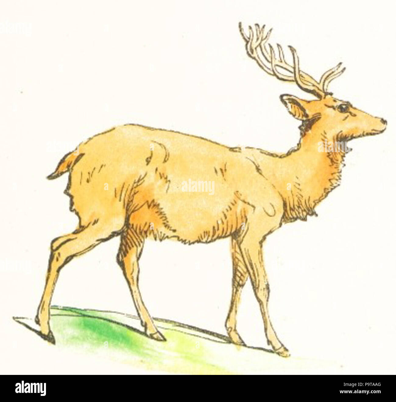 How To Draw A Deer Eating Grass