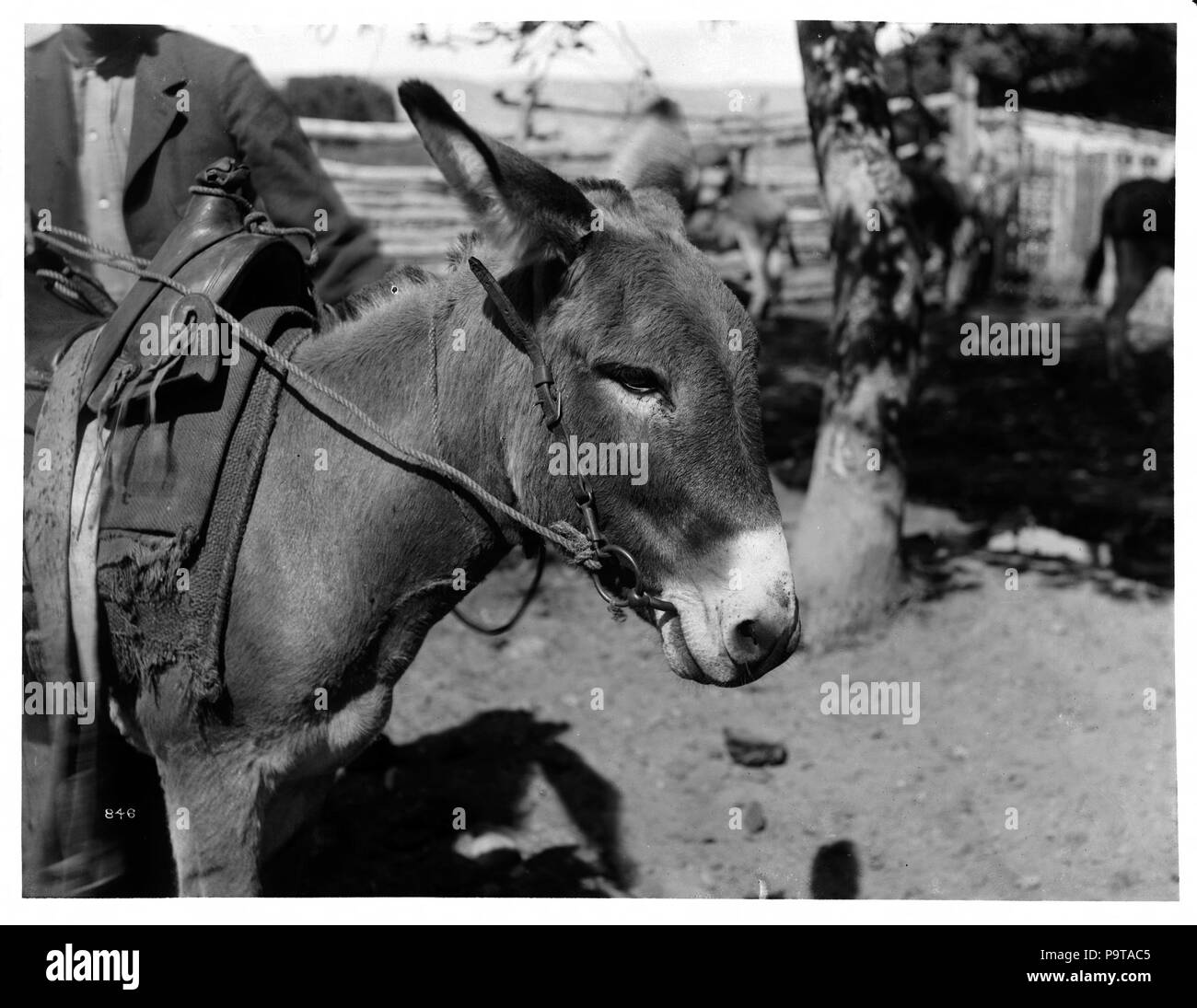 Mule labor Black and White Stock Photos & Images - Alamy