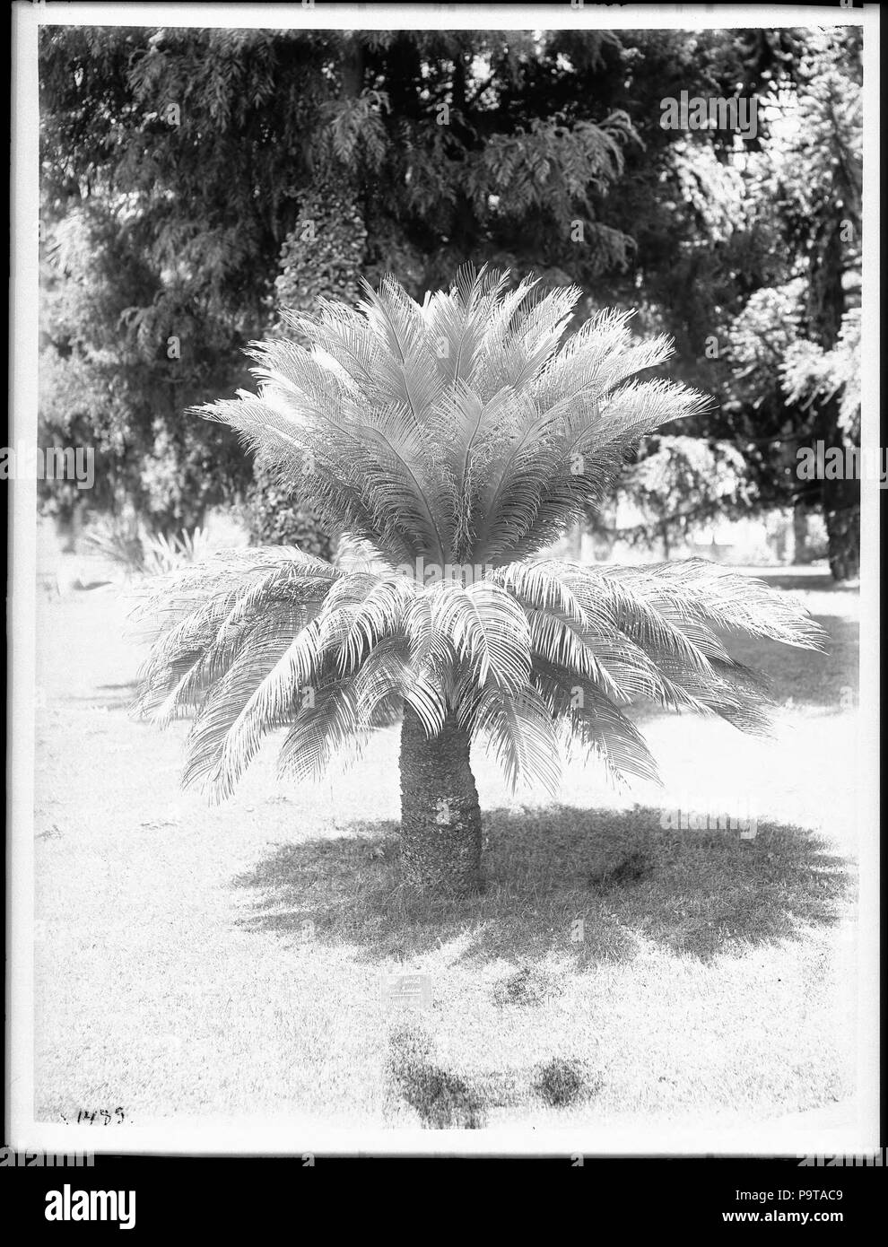 Tree in the palm Black and White Stock Photos & Images - Alamy