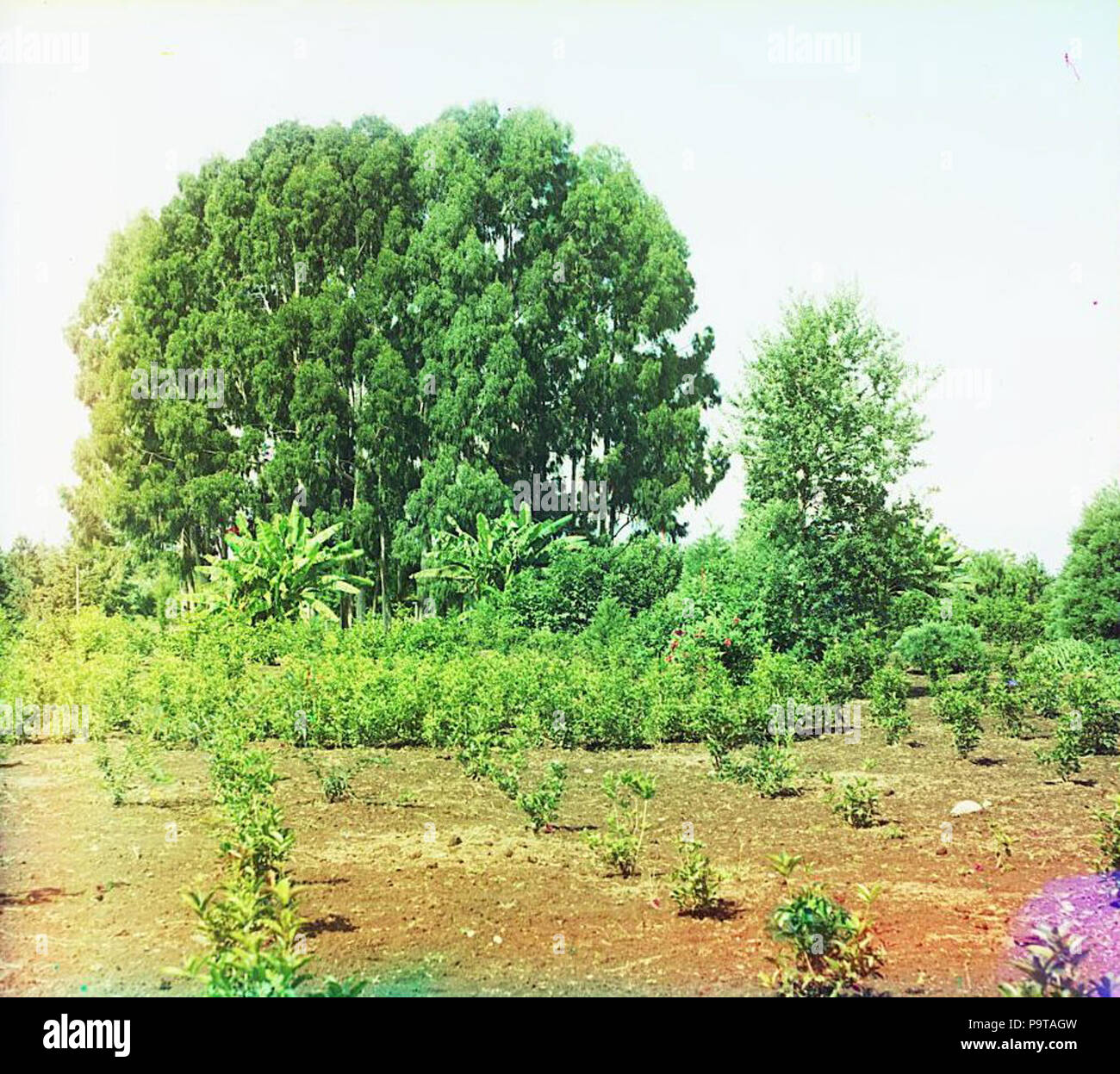 326 Cluster of eucalyptus trees and Olea fragrans (sweet olive ...