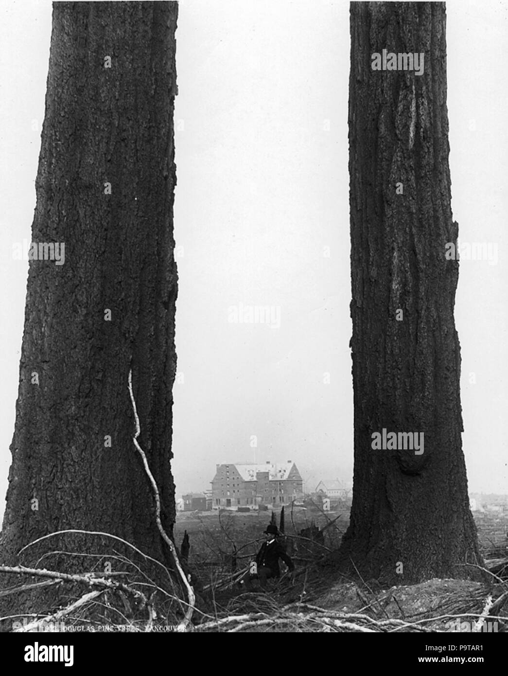 Fir trees canada Black and White Stock Photos & Images - Alamy