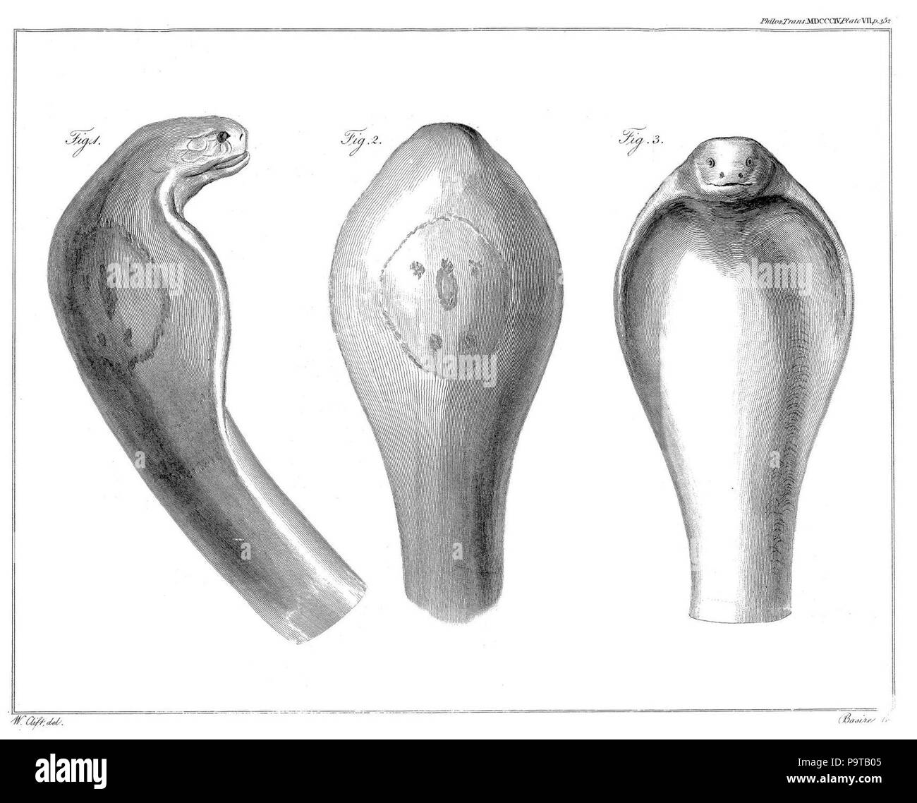 327 Cobra hood structure2 Stock Photo - Alamy