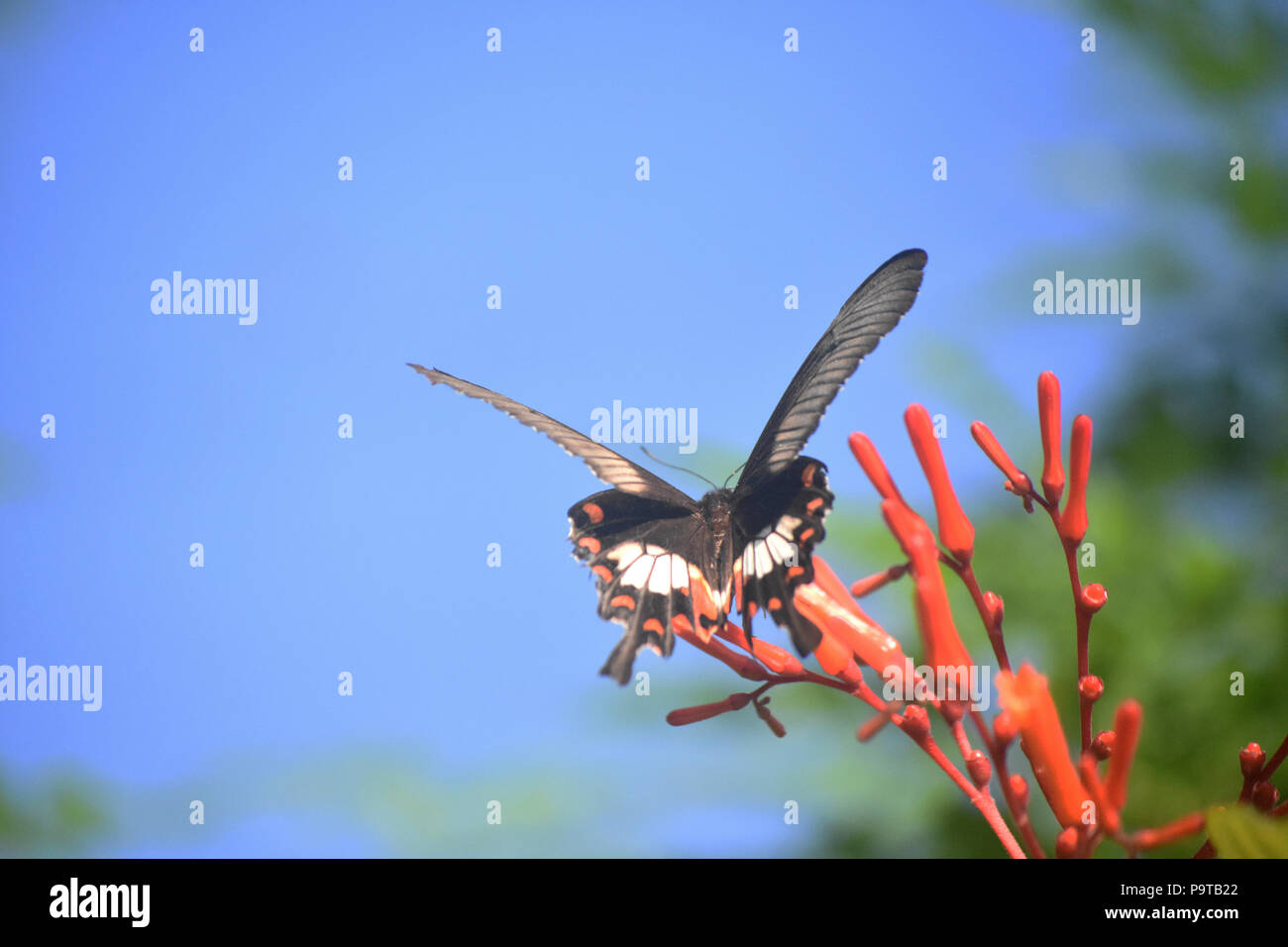Pale yellow giant swallowtail butterfly on a flower Stock Photo - Alamy