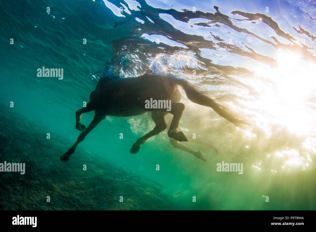 Swimming horse in clear sea, underwater shot against water surface and ...