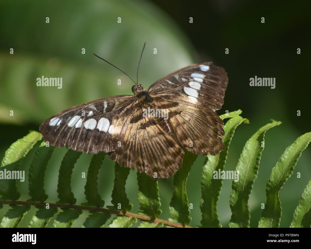 Fantastic up close look at a brown clipper butterfly Stock Photo - Alamy