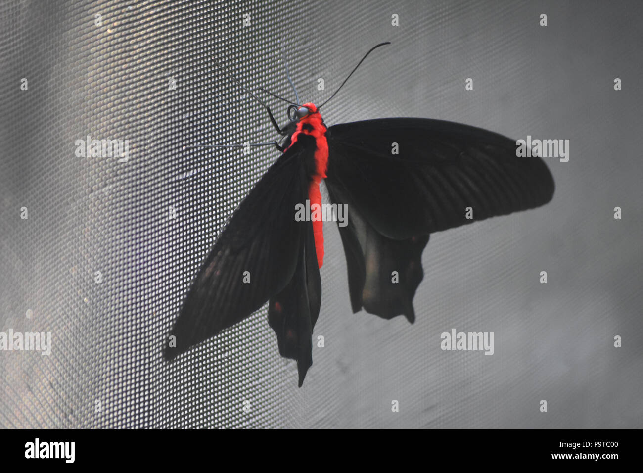 Cute moth with a red body and black wings Stock Photo - Alamy