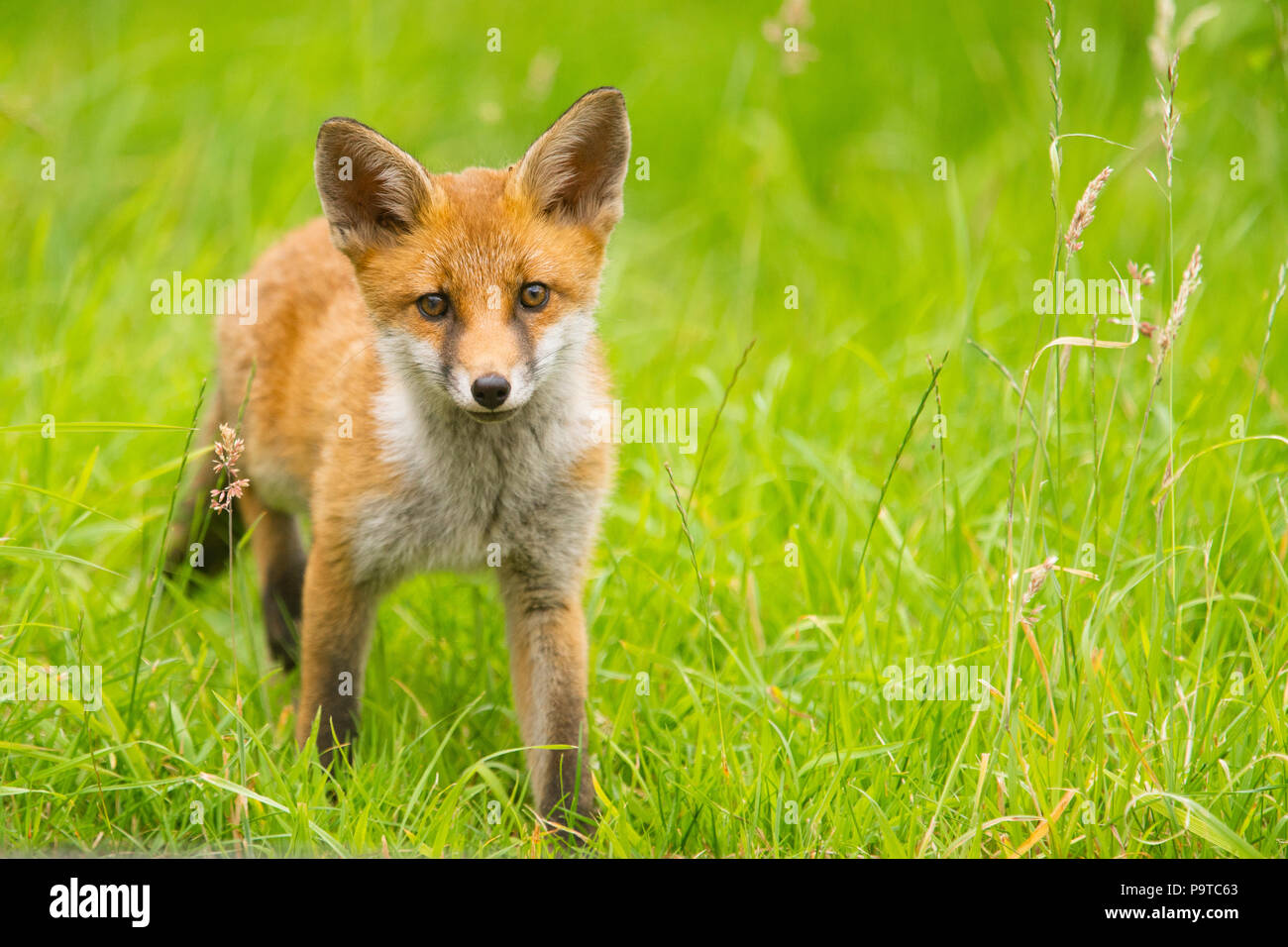 Fox looking up hi-res stock photography and images - Alamy