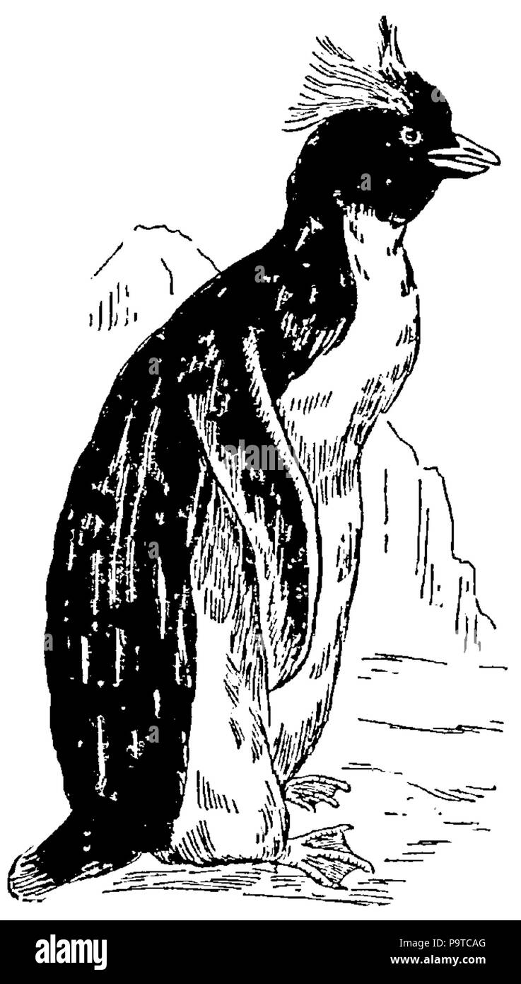Penguin print Cut Out Stock Images & Pictures - Alamy