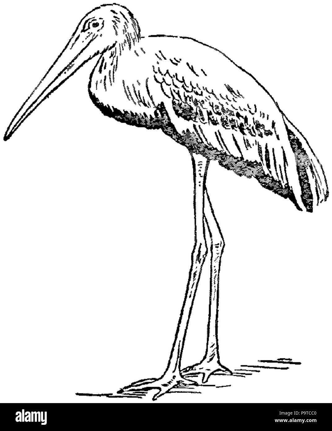 Stork artwork hi-res stock photography and images - Alamy
