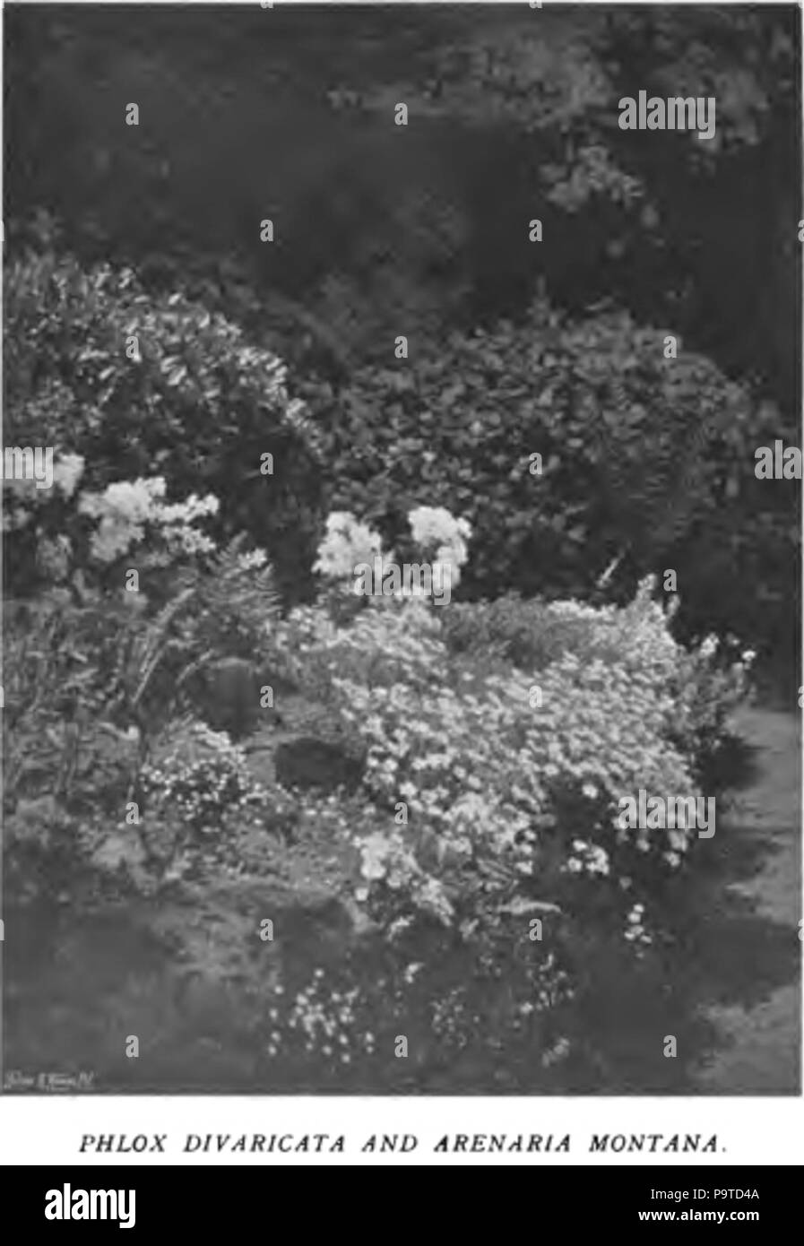 Art flower plant painting Black and White Stock Photos & Images - Alamy