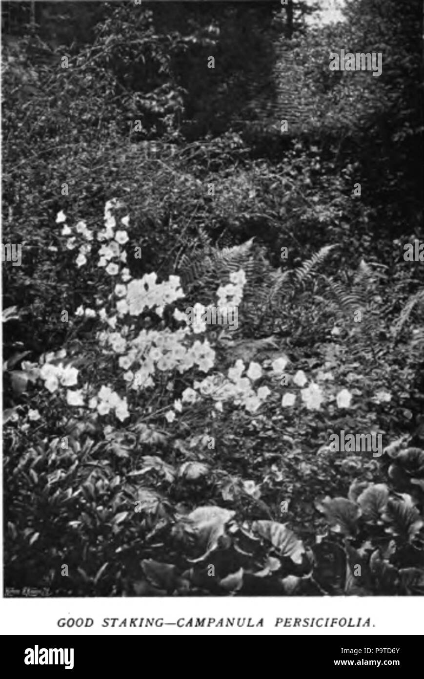 Flowers botanical garden in Black and White Stock Photos & Images - Alamy
