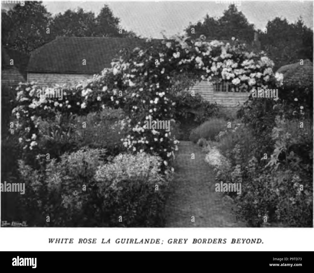 Flower photo art Black and White Stock Photos & Images - Alamy