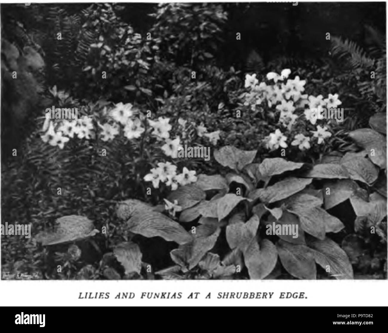 Art flower plant painting Black and White Stock Photos & Images - Alamy