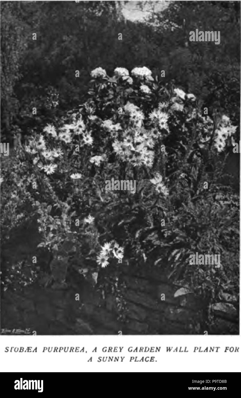 Outdoor flower arrangement display Black and White Stock Photos ...