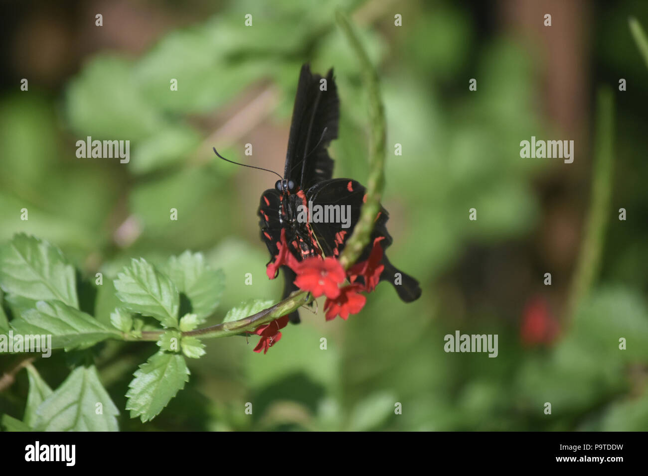 Red body swallowtail hi-res stock photography and images - Alamy