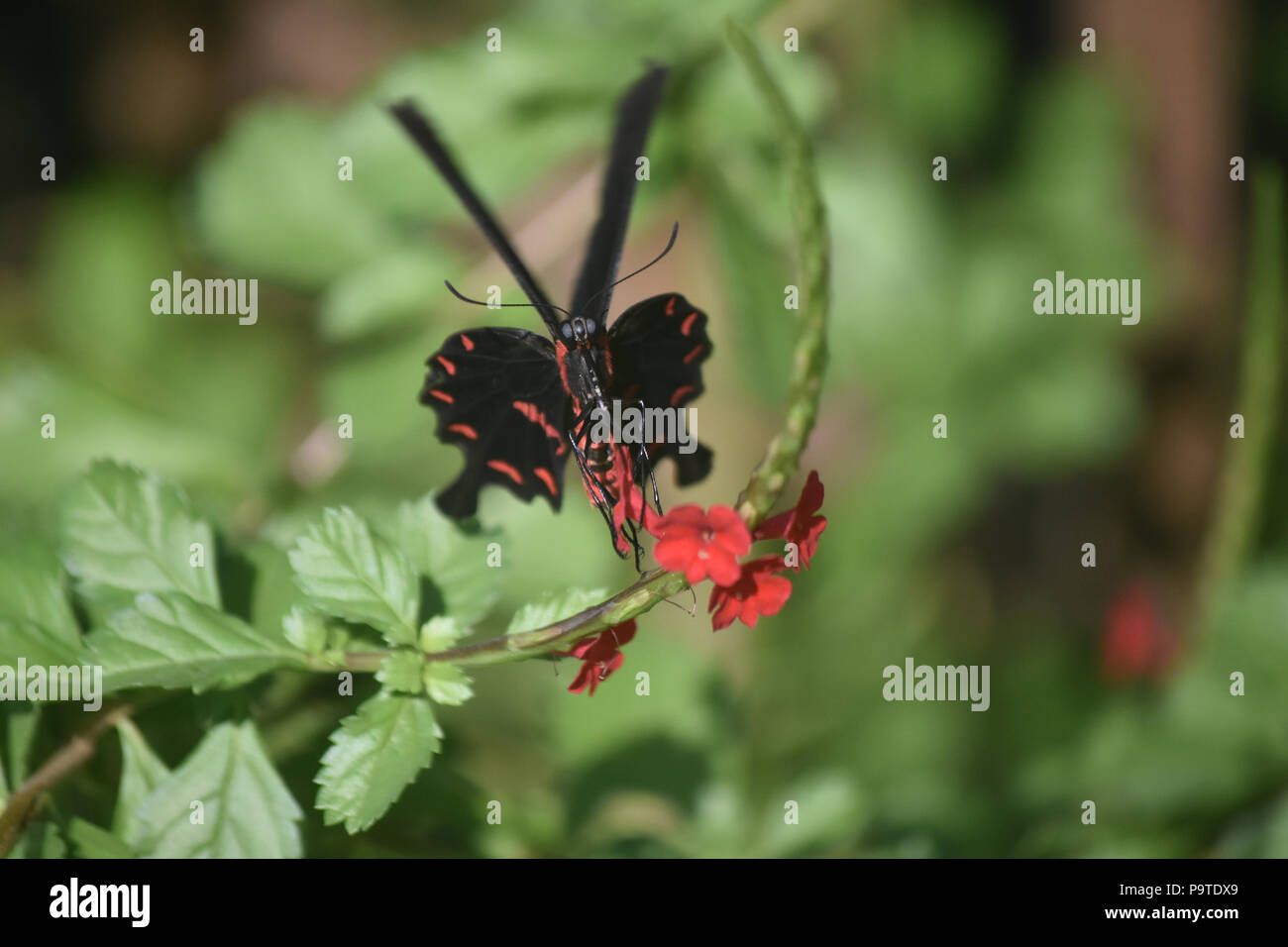 Beautiful action photo of a butterfly landing Stock Photo - Alamy
