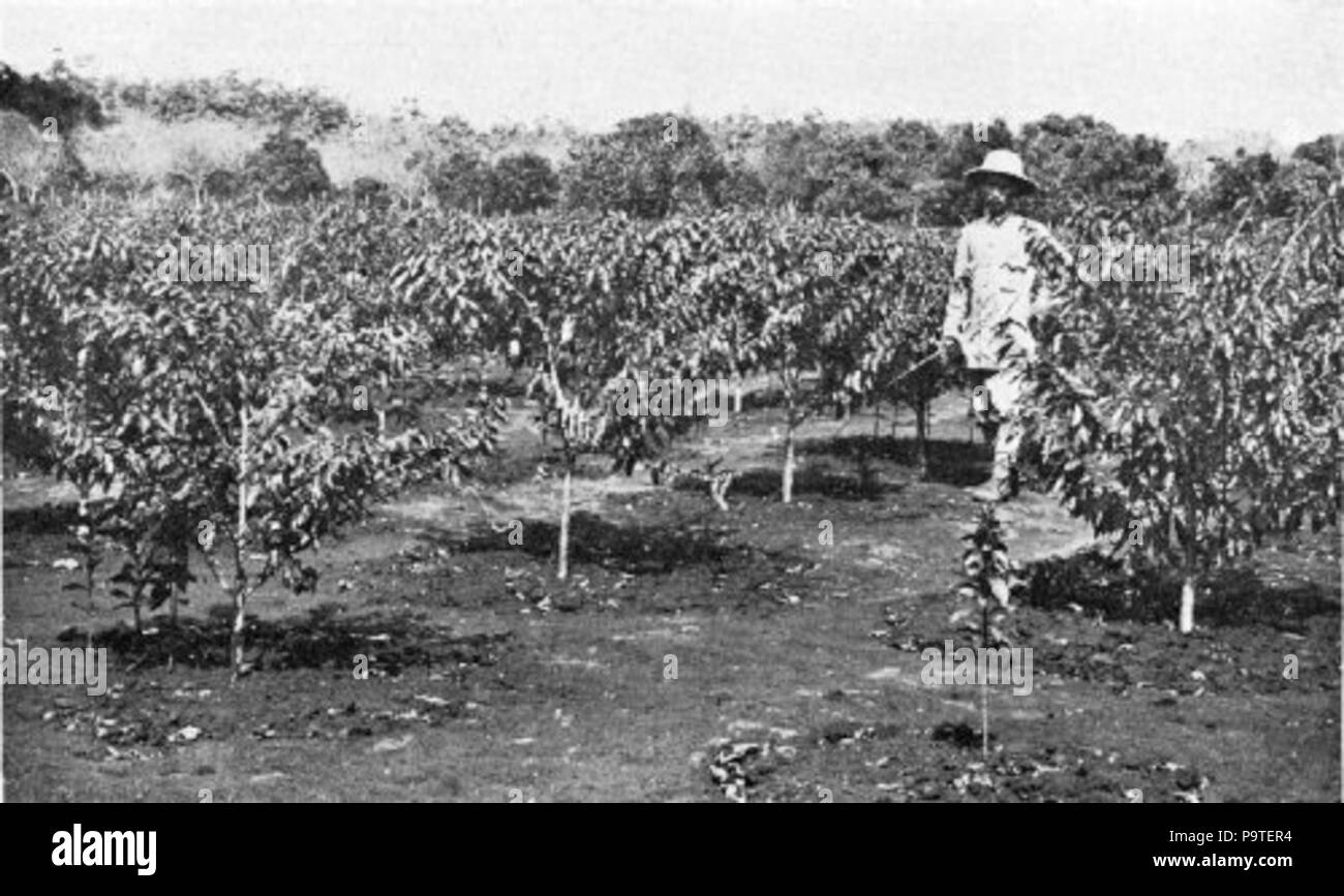 Variety of trees Black and White Stock Photos & Images - Alamy