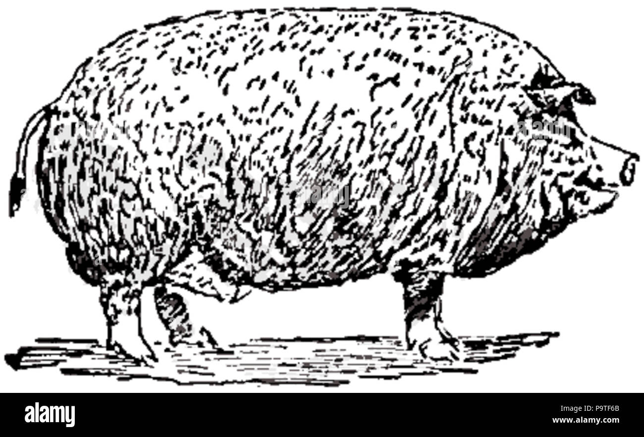 Poland china boar hi-res stock photography and images - Alamy