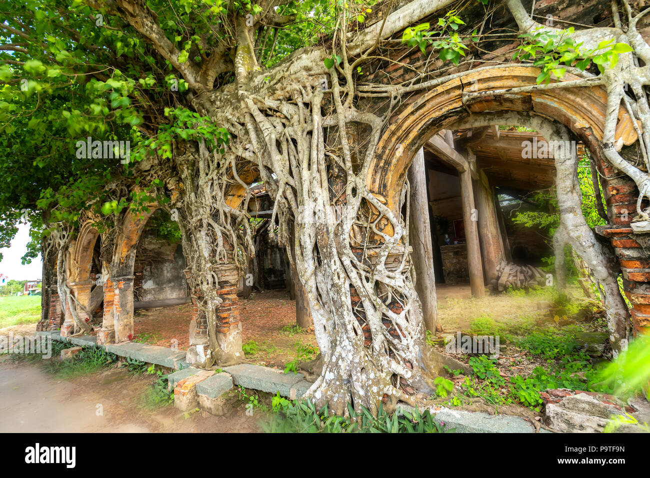 An ancient temple full of roots sticking Bodhi withstand over time. The ...