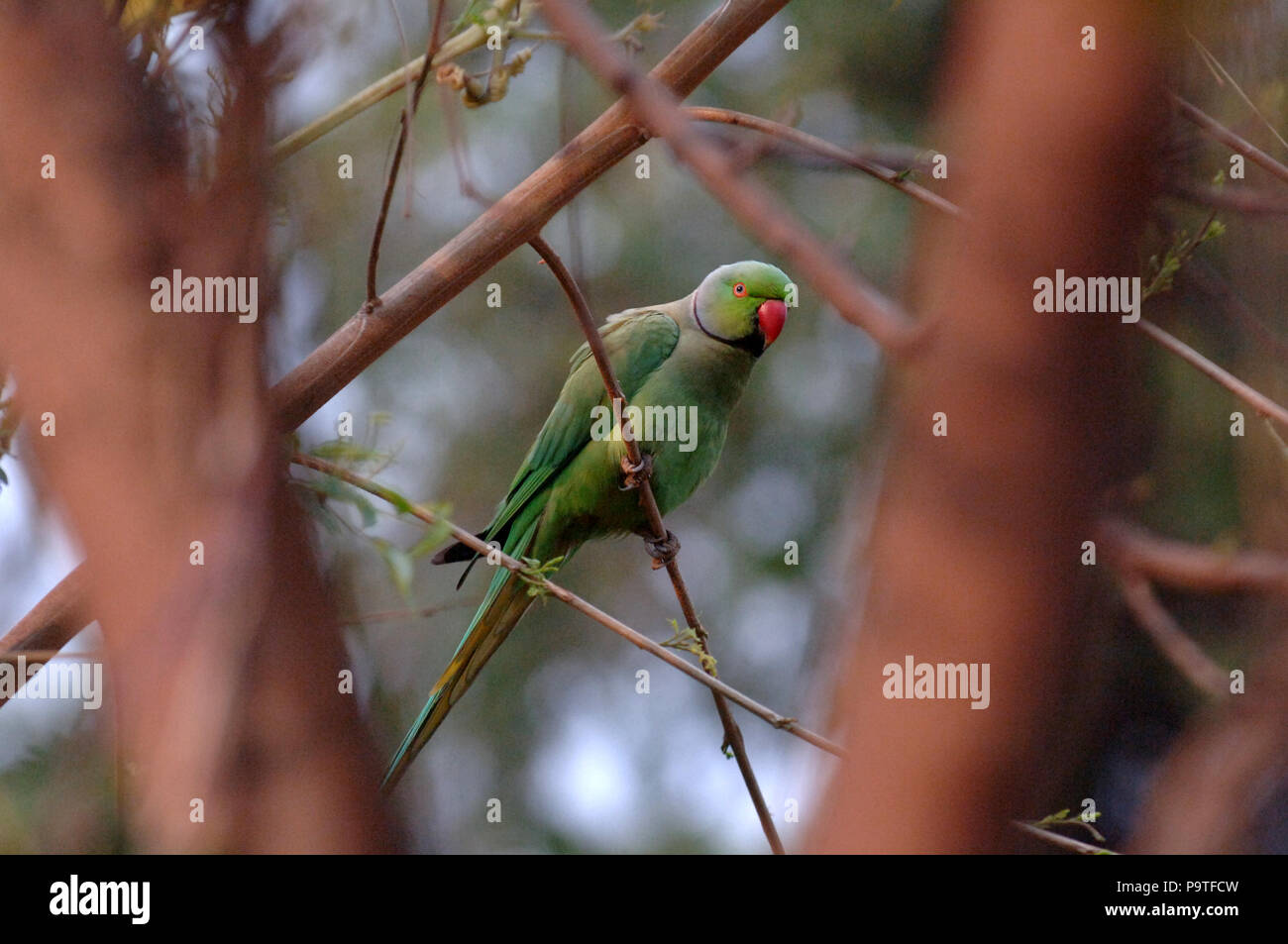 Dhaka, Bangladesh - May 06, 2011: Parrot sitting on a tree at Dhaka ...