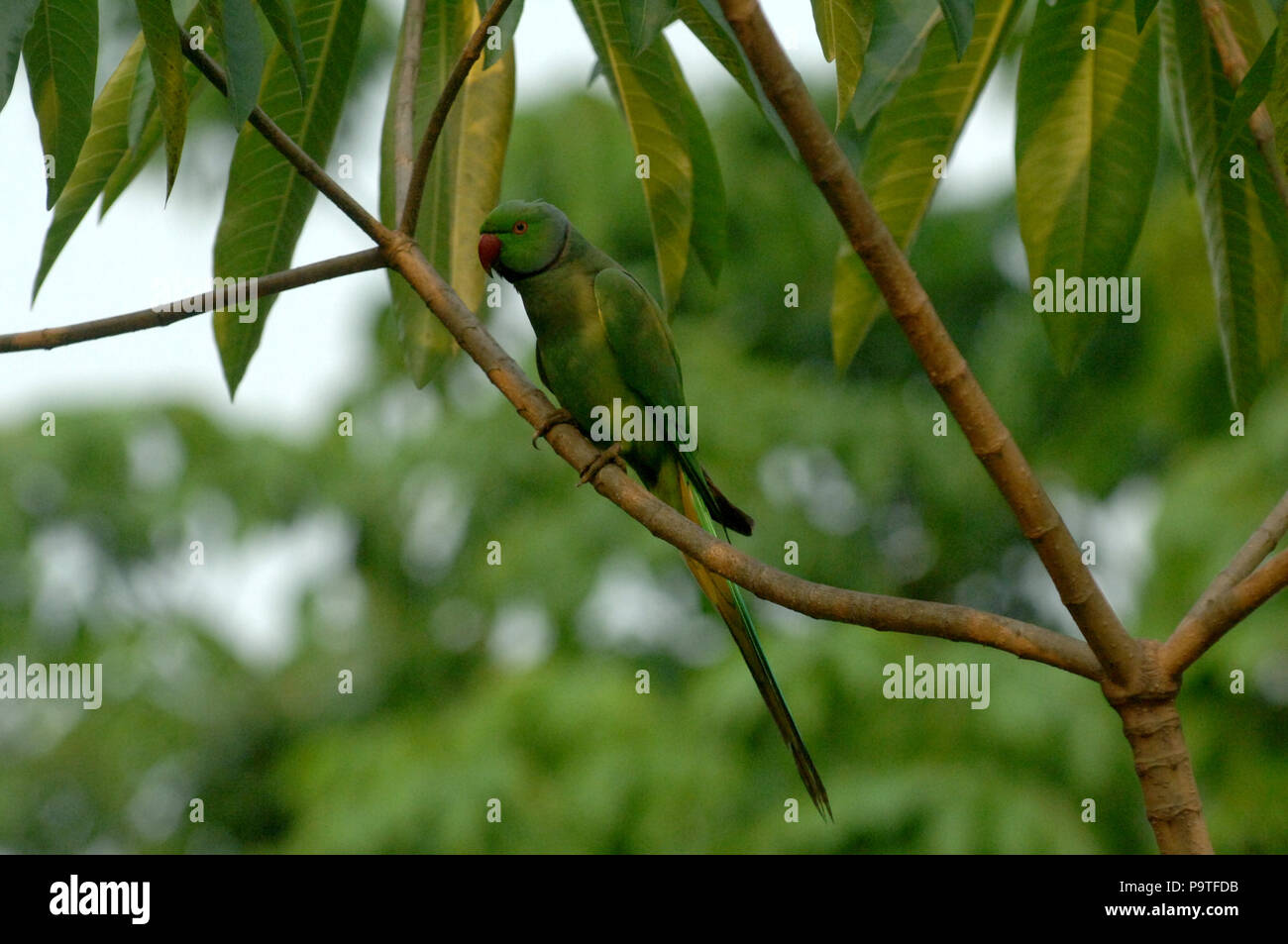 Dhaka, Bangladesh - May 06, 2011: Parrot sitting on a tree at Dhaka ...