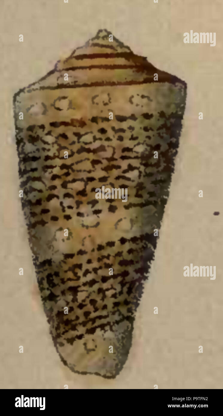 Conus nobilis hi-res stock photography and images - Alamy