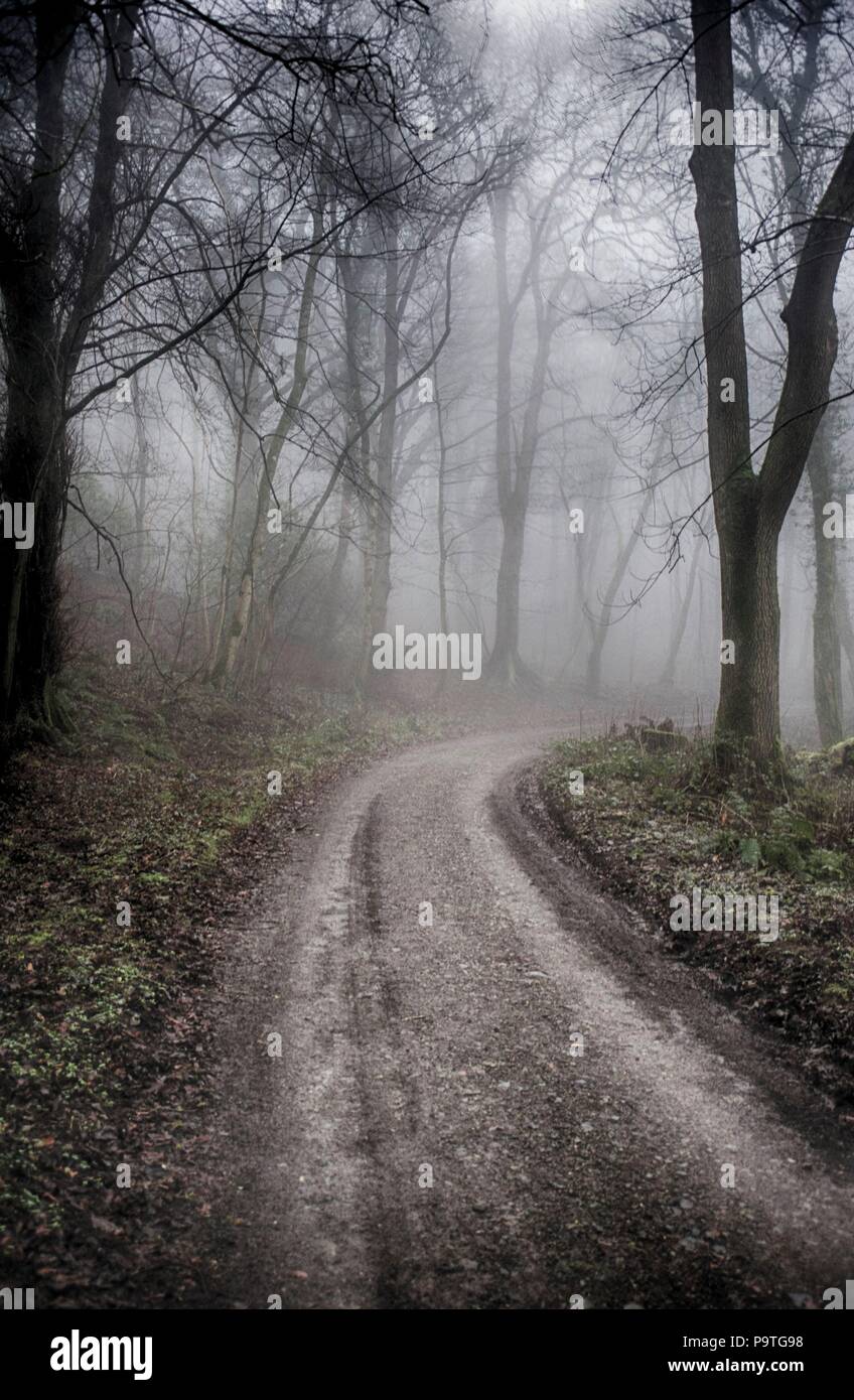 Beautiful woodland view hi-res stock photography and images - Alamy