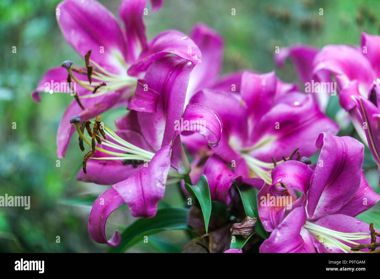 Oriental lily, Lilium " Robina ", Trumpet lily Stock Photo - Alamy