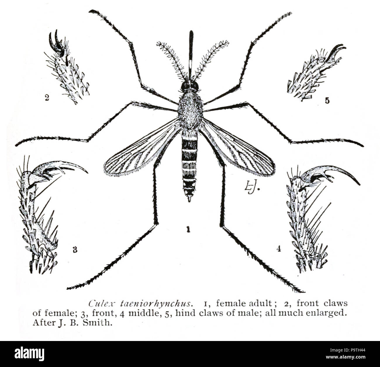 Infectious diseases vector vectors hi-res stock photography and images ...