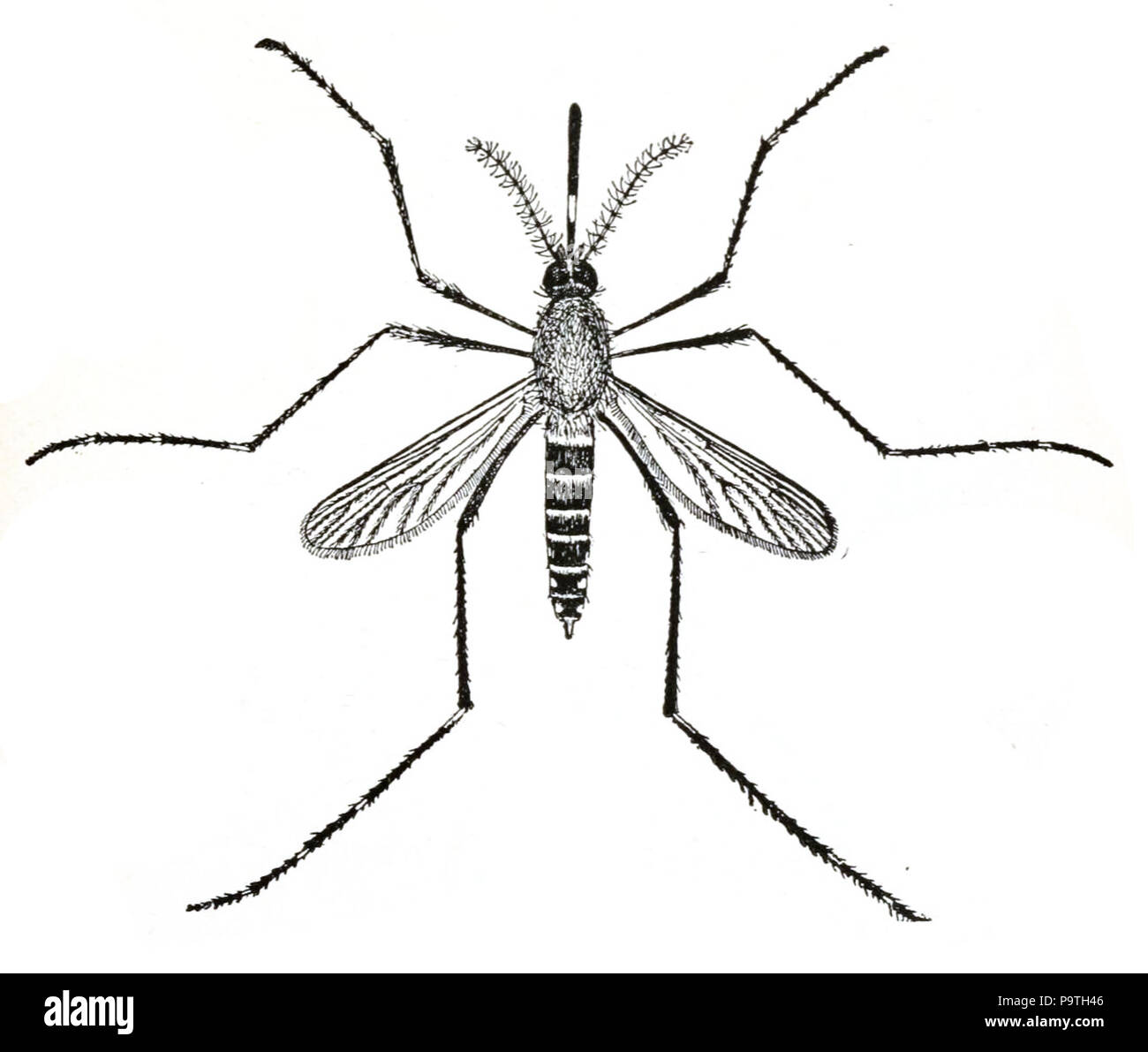 360 Culex taeniorhynchus Stock Photo - Alamy