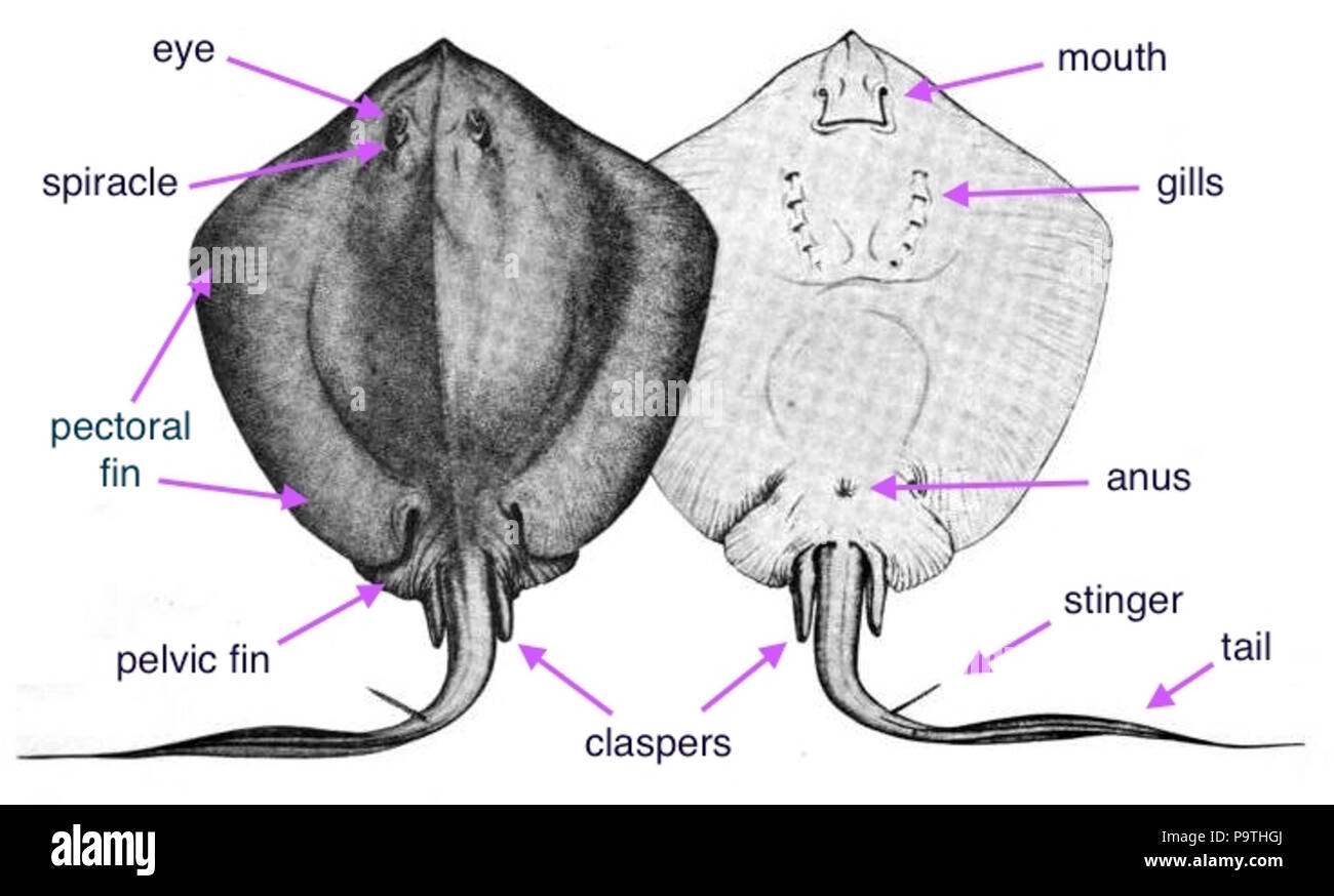 372 Cut Out Stock Images & Pictures - Alamy