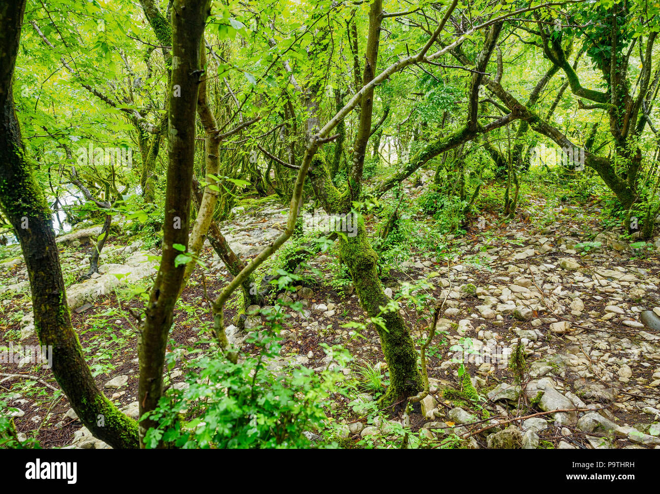 The moss-covered branches of trees after the rain in the forest. High ...