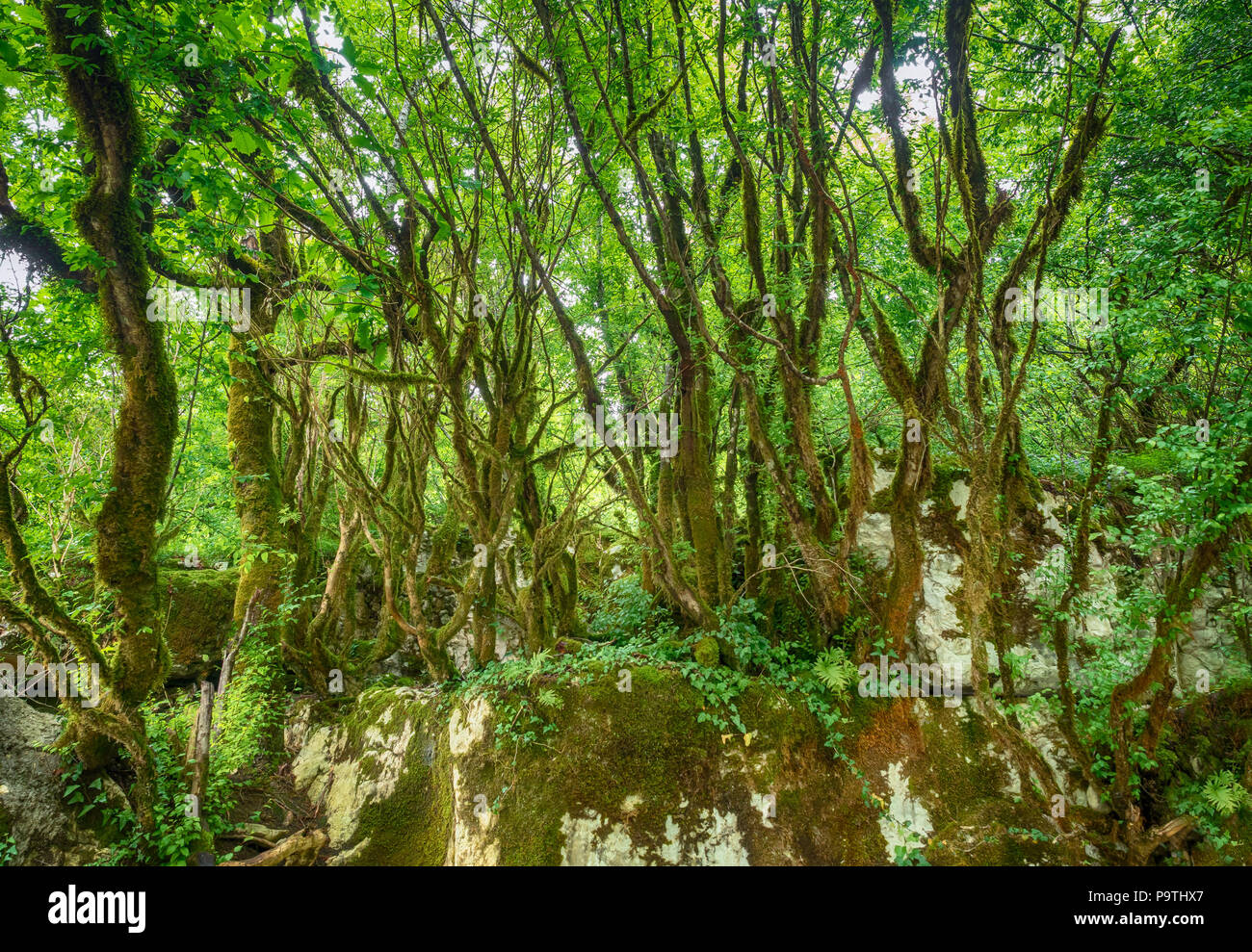The moss-covered branches of trees after the rain in the forest. High ...