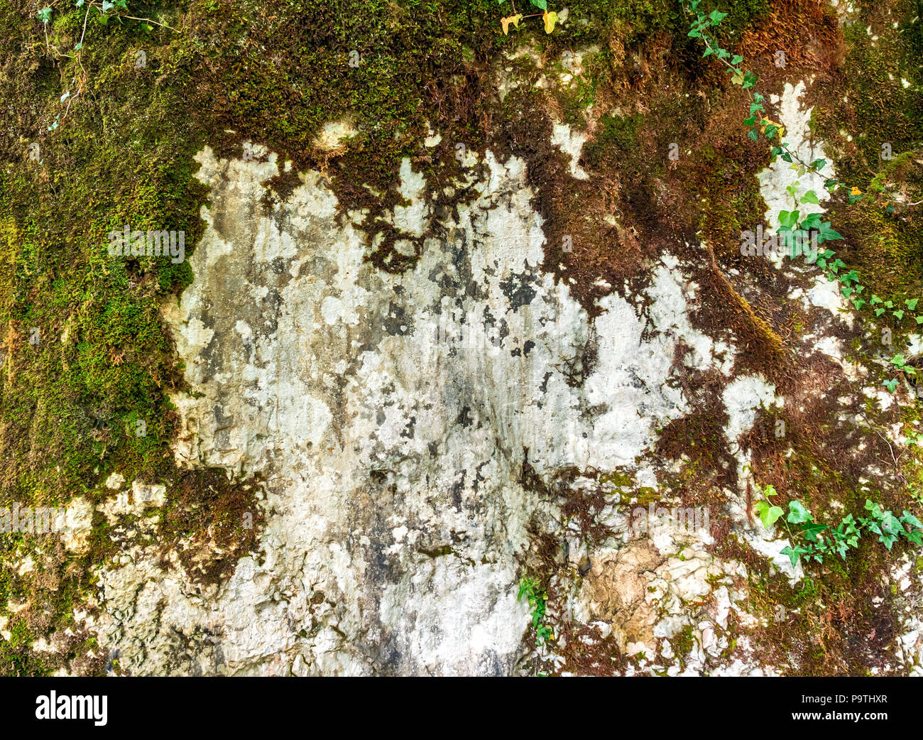 The moss-covered rock stones after the rain in the forest. High ...