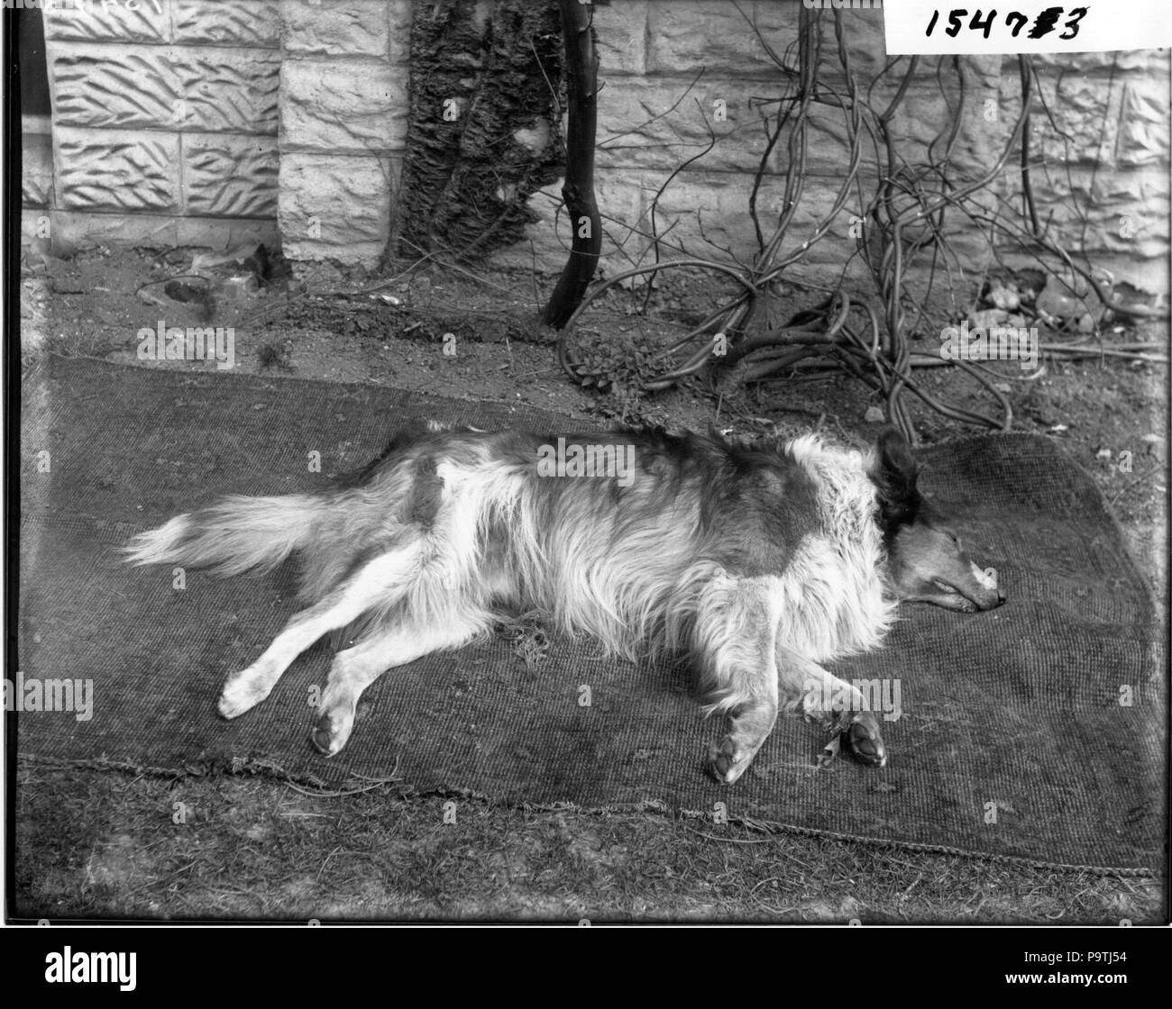 Pictures Of Dead Dogs