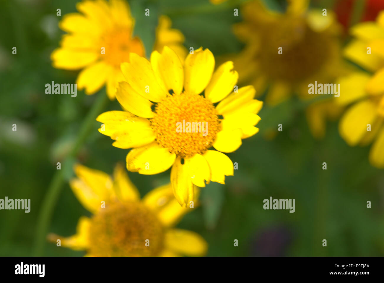Yellow coreopsis flowers Stock Photo - Alamy