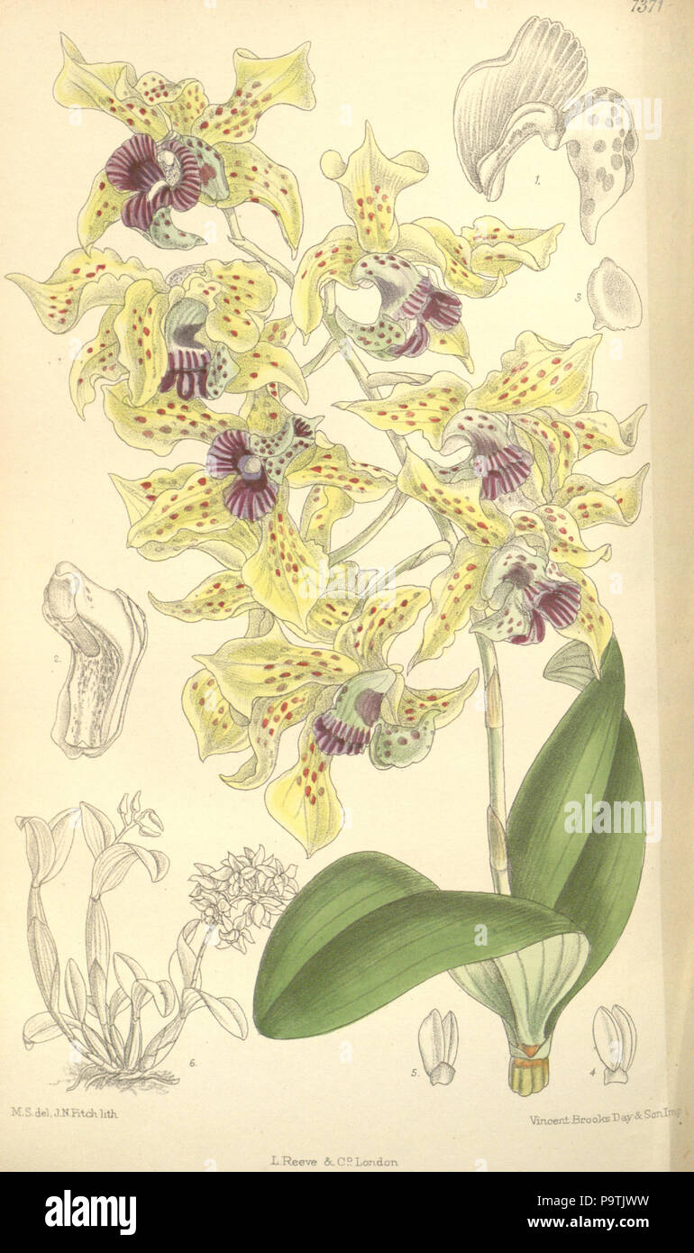 Dendrobium atroviolaceum hi-res stock photography and images - Alamy
