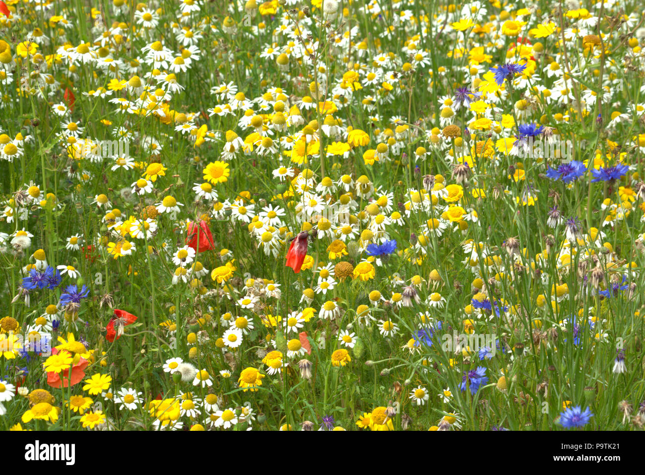 Colourful summer meadow Stock Photo - Alamy
