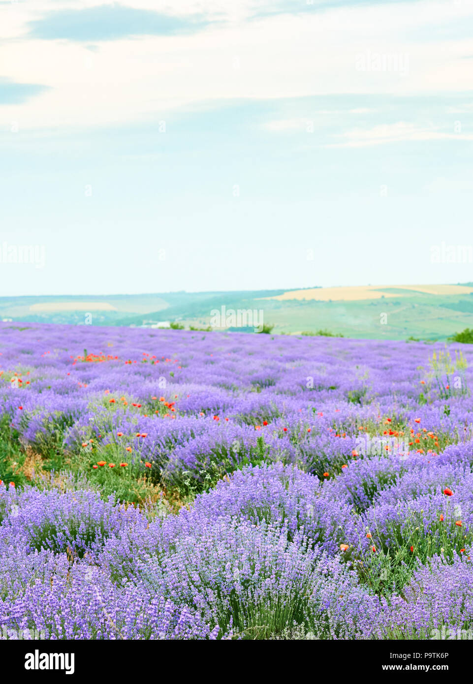 lavender field with poppy flowers, beautiful summer landscape Stock ...