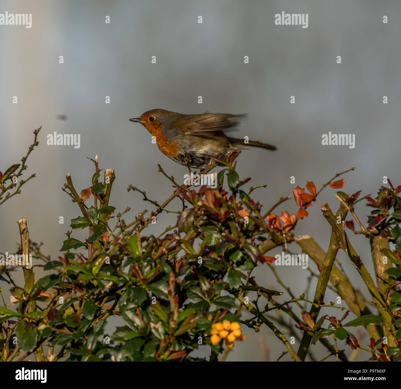 Robin redbreast england female hi-res stock photography and images - Alamy