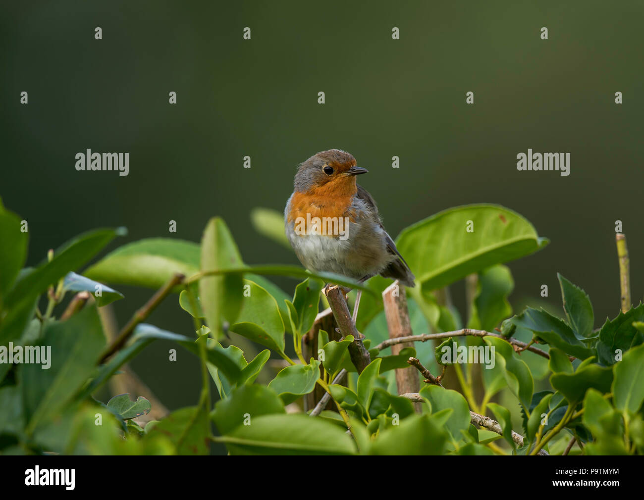 Female robin redbreast hi-res stock photography and images - Alamy