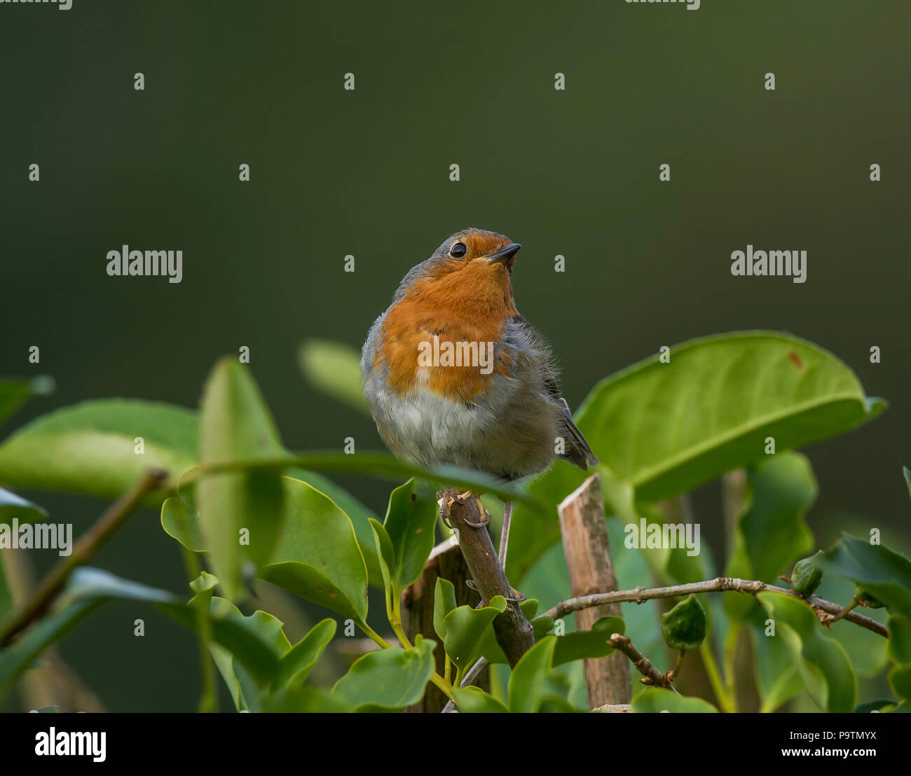 Robin redbreast england female hi-res stock photography and images - Alamy