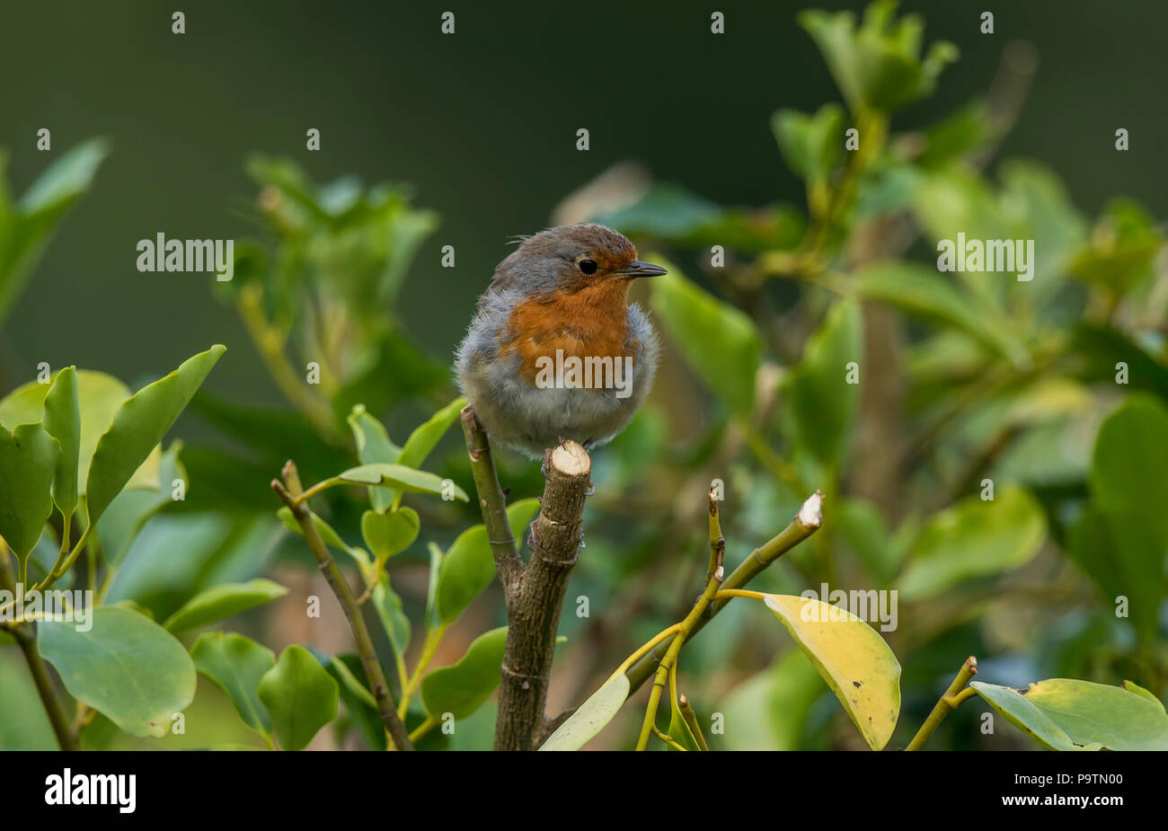 Female robin redbreast hi-res stock photography and images - Alamy