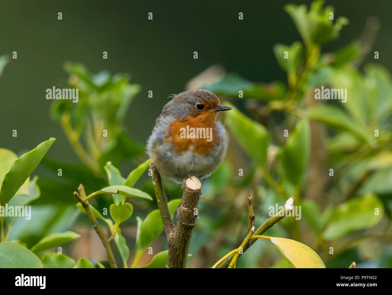 Robin redbreast england female hi-res stock photography and images - Alamy
