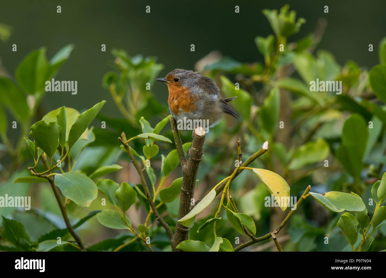 Female robin redbreast hi-res stock photography and images - Alamy