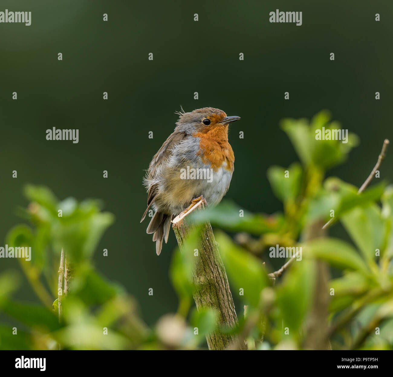 Female robin redbreast hi-res stock photography and images - Alamy