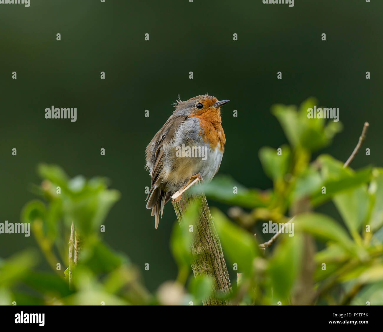 Robin redbreast england female hi-res stock photography and images - Alamy