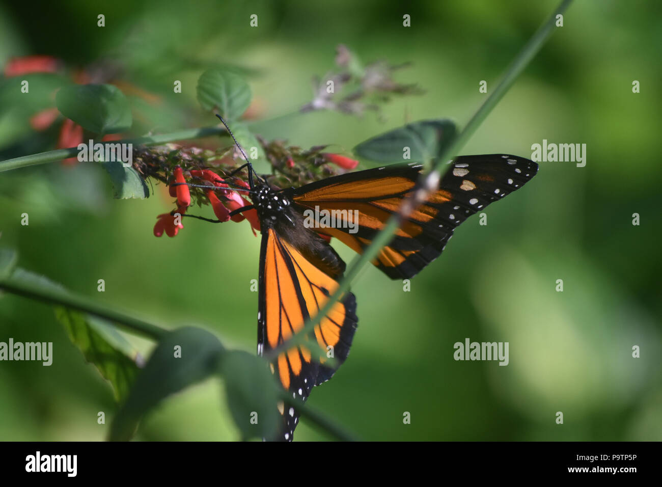 Wide wings extended on a monarch butterfly Stock Photo - Alamy