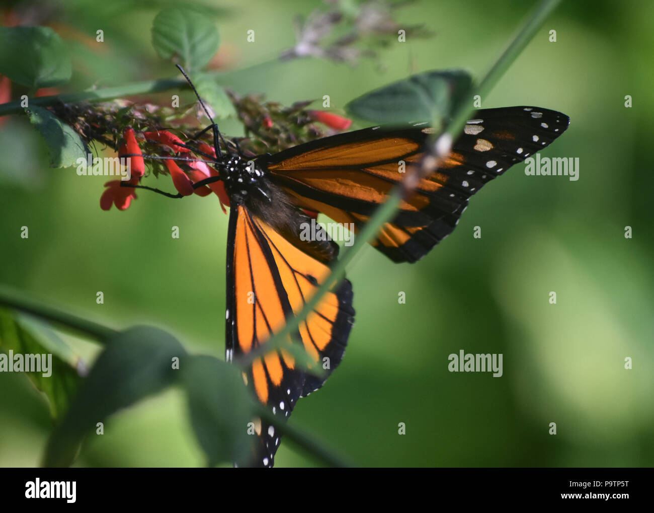 Wide open wings on an orange monarch butterfly Stock Photo - Alamy
