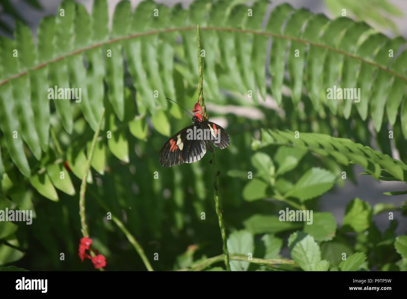 Pretty black, pink and white postman butterfly on a green vine Stock ...